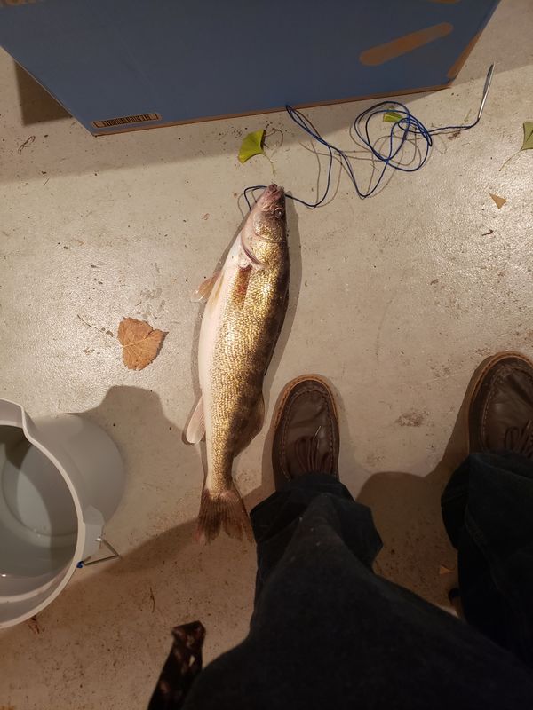 Fishing Stage - Fishing Forum