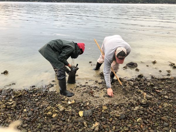 Digging Steamer Clams at sunrise: We had to get up early and start ...