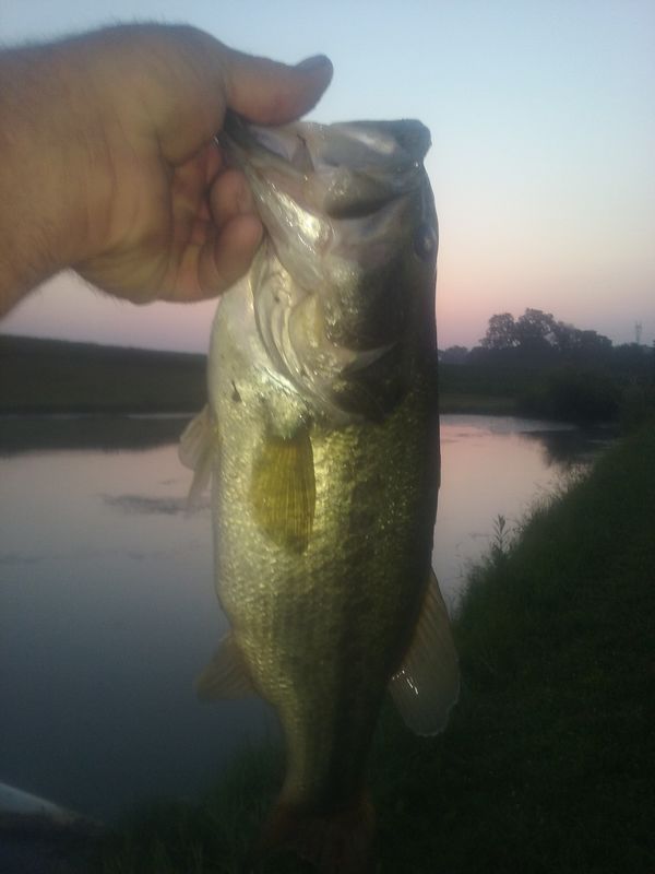Indiana bass: More to come