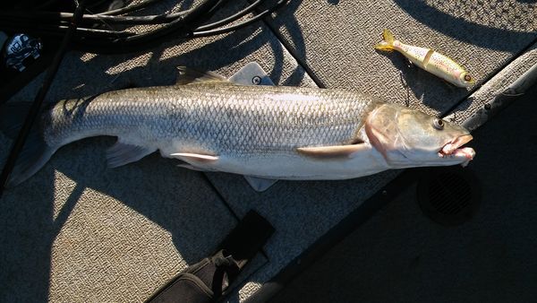 Shasta today: One hit on top got started at 1230 pm and caught a. 3. l ...