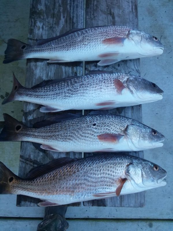 Fishing Prices Inlet: Mark and I had a very good day. Cold on the way ...