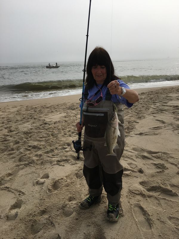 Blue fish invade sandy hook rip in large numbers: He’s a few pictures ...
