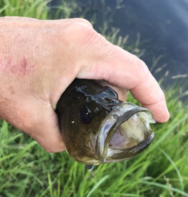 Is this a hybrid fish or not? I’m fishing in a pond in Texarkana Texas ...