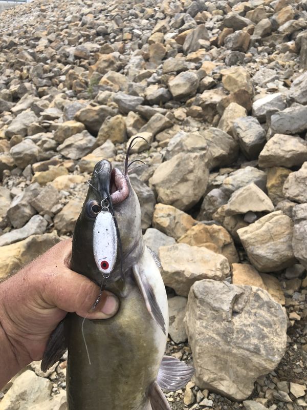 Todays catch: On the spoons catfish. White bass. Sauger. And a few ...