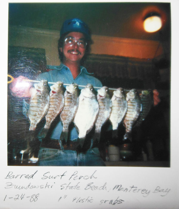 Grubbin' up some perch: Hi. Have you ever tried grubbin’ up some perch ...
