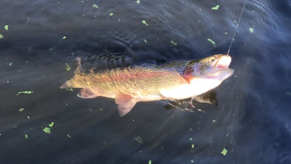 Big fish in Lake Bonney: All by myself :)...