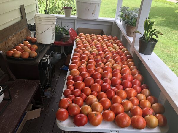 Tomatos: I picked tomatoes today probably can them tomorrow...