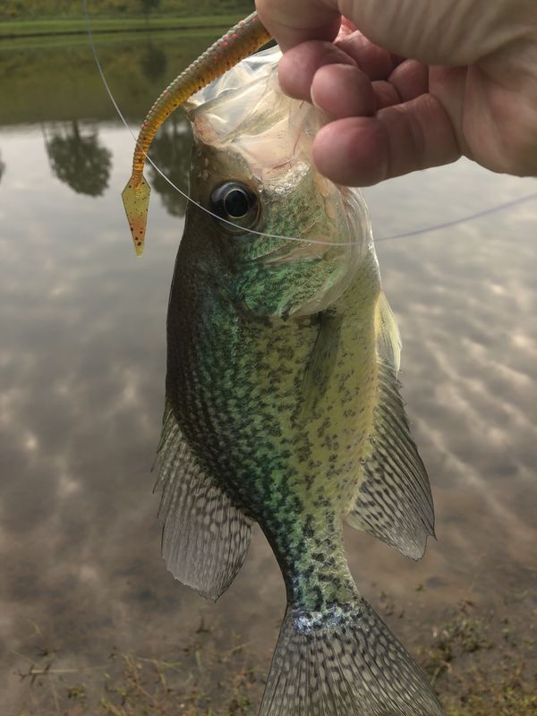 First time: First time catching a crappie on a worm. Being a LM bass ...