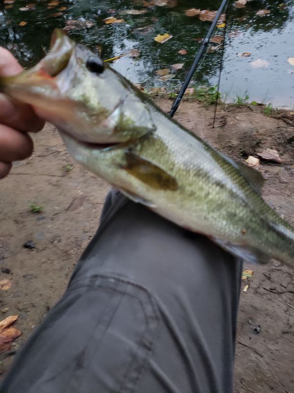 Muddy run reservoir: It's been a while...... So the family and I are ...