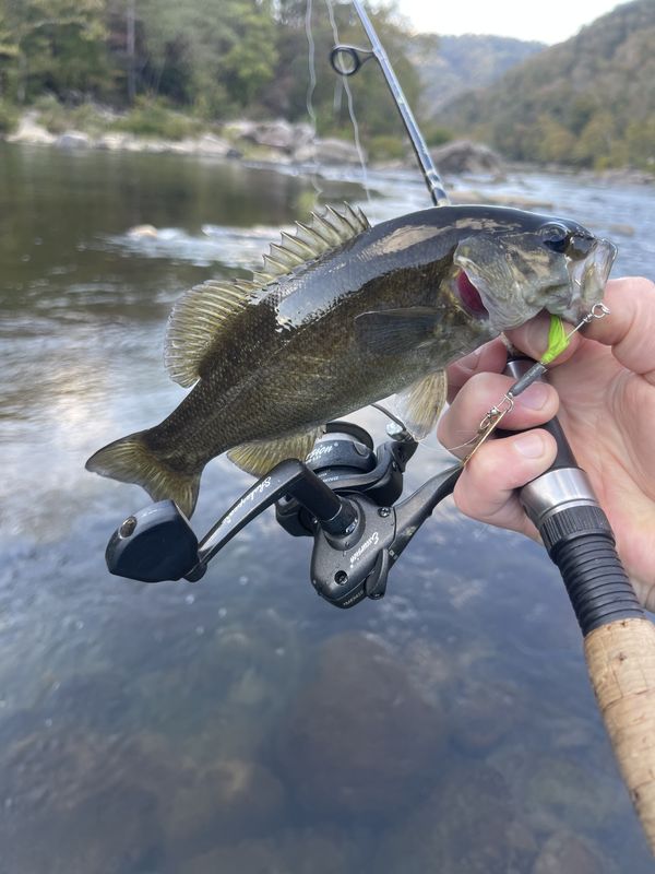 Cotton Hill, Fayetteville, WV: Safe to say thirty small jaws and a few ...