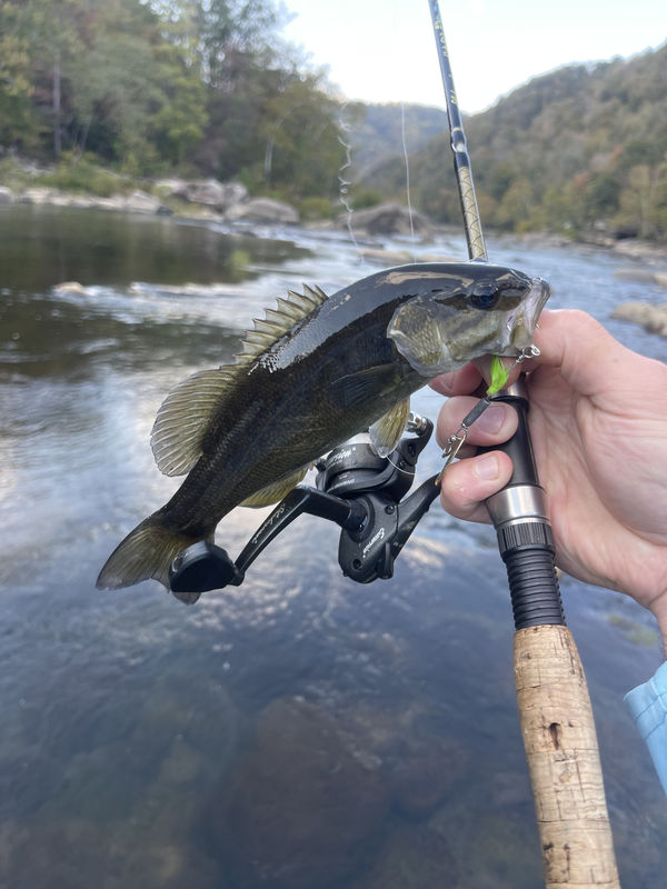 Cotton Hill, Fayetteville, WV: Safe to say thirty small jaws and a few ...