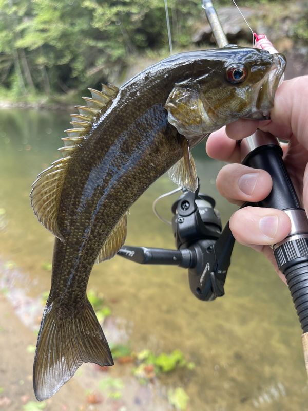 Cotton Hill, Fayetteville, WV: Safe to say thirty small jaws and a few ...