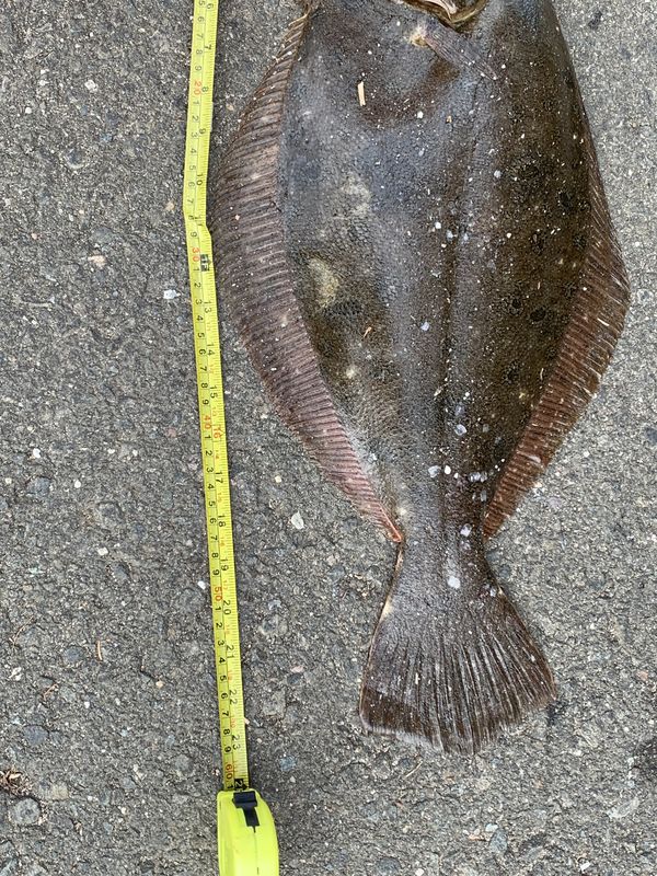 flounder: Today quite this just short of 24 inch flounder in Milford ...
