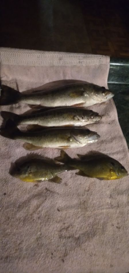 Another on pensacola branch: My friend karan got all Three bass.