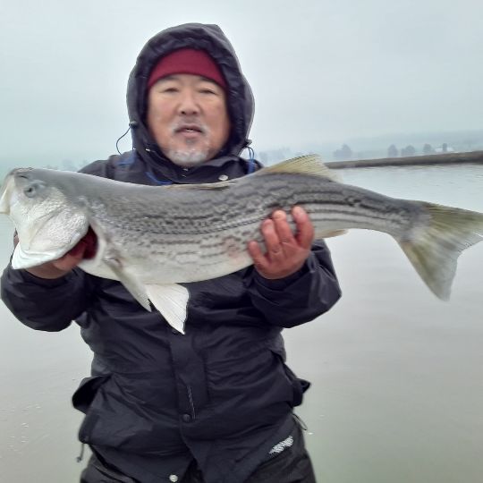 Petaluma River Today 12/6/2021: Hi just wanted to thank Saw1 (Steve ...