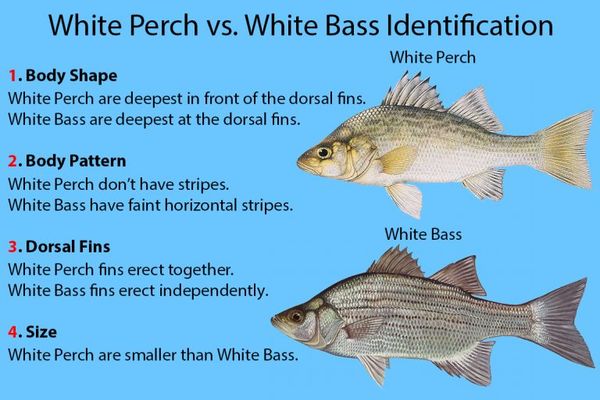 white perch: new to area. where,when and how to catch white perch on ...