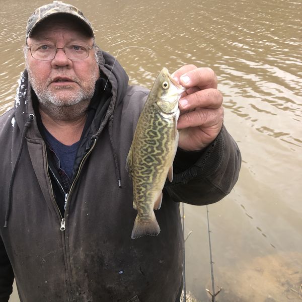 Trout: I caught what I’m pretty sure is a tiger trout. Now I’ve caught ...