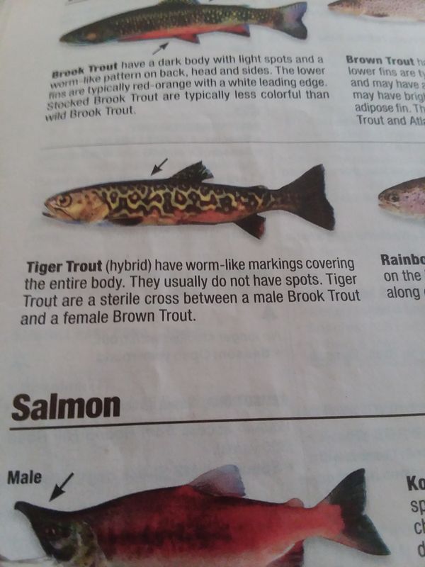 Trout: I caught what I’m pretty sure is a tiger trout. Now I’ve caught ...
