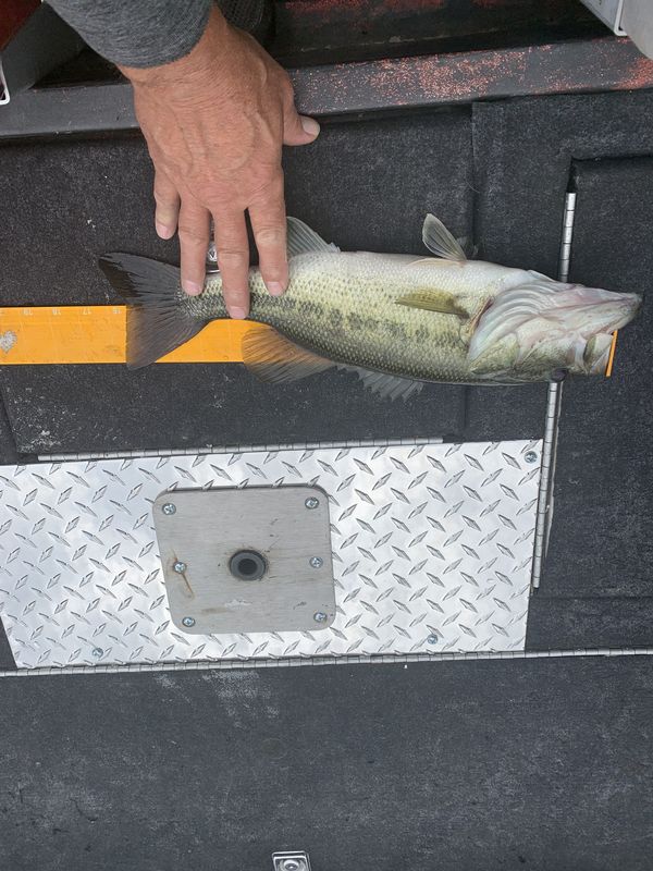 Today’s catch: This was a surprise bream fishing with crickets this ...