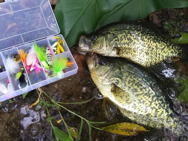 Awoke with a craving for crappie! Rubbed the sleep out of my eyes this ...