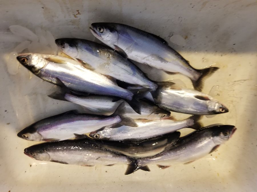 Kokanee are biting at Lake Samish: Two days out on Lake Samish near ...