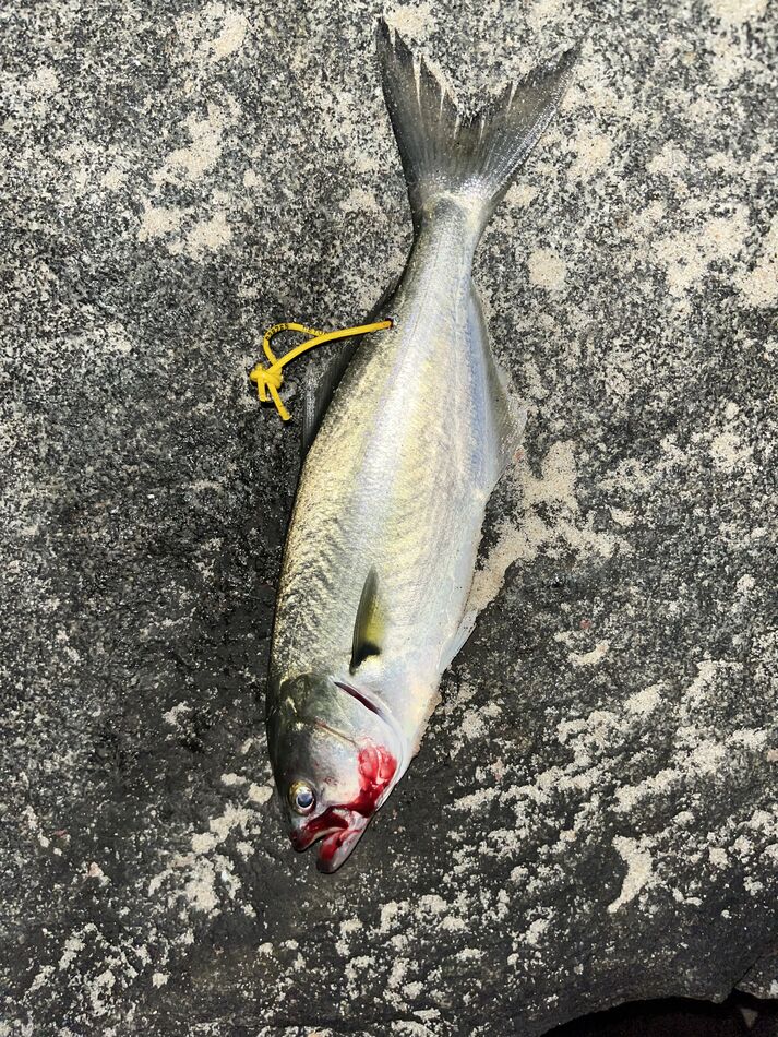 Manasquan surf: Caught, tagged and released a bluefish with a teaser on ...