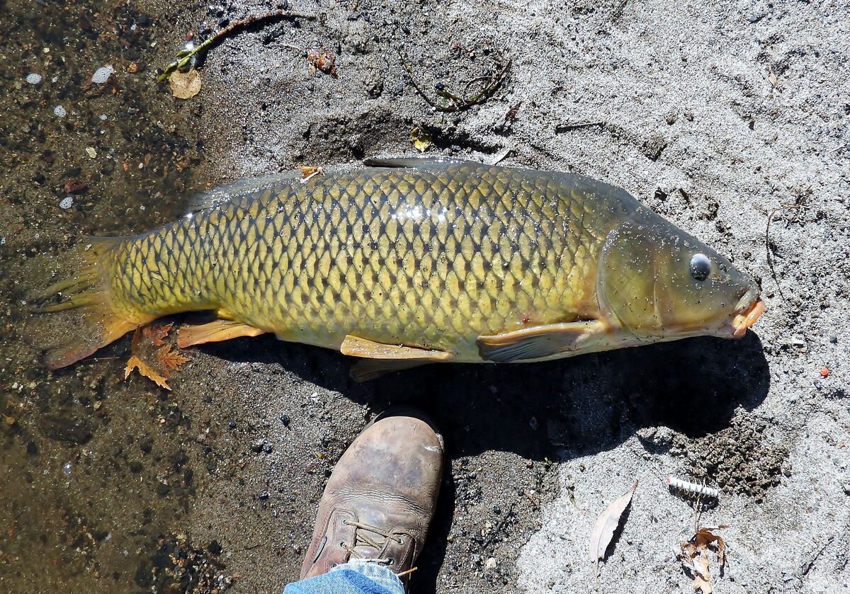 Looks like carp are putting on weight before winter: I don't know if ...