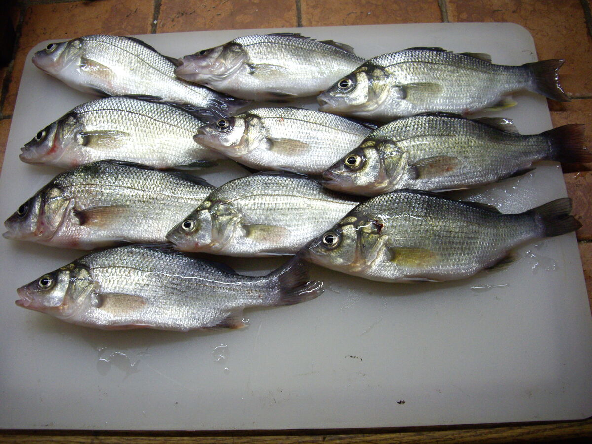 (MD) Perch fishing 10.14.22 and 10.16.22: I have been schooled by my wife and niece 2 days now ...