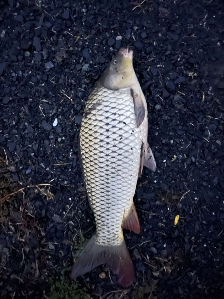 Night carp: After losing a carp on my first hookup of the day, I caught ...