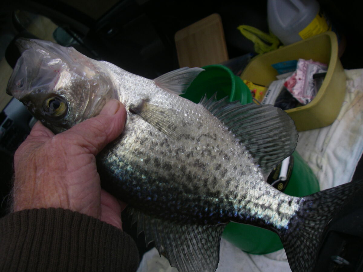 10/25/22 Crappie Fishing: 10/25/22 Caught 11 crappie this morning with ...