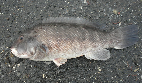 NJ blackfish 10-26: Still foggy this morning. Not a bad day, picked ...