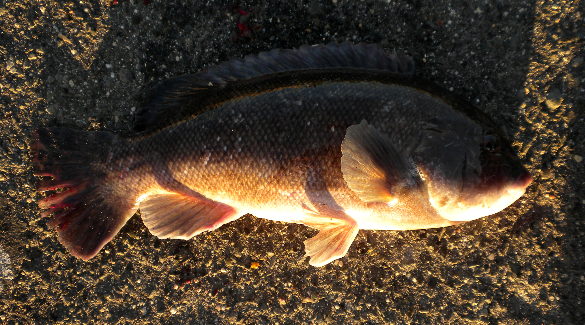 NJ blackfish 10-28: Bright and chilly this am. On the incoming tide ...