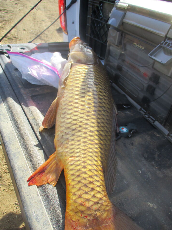 MORE CARP: Caught a few more Carp today, one 10 lbs. Water getting lower.