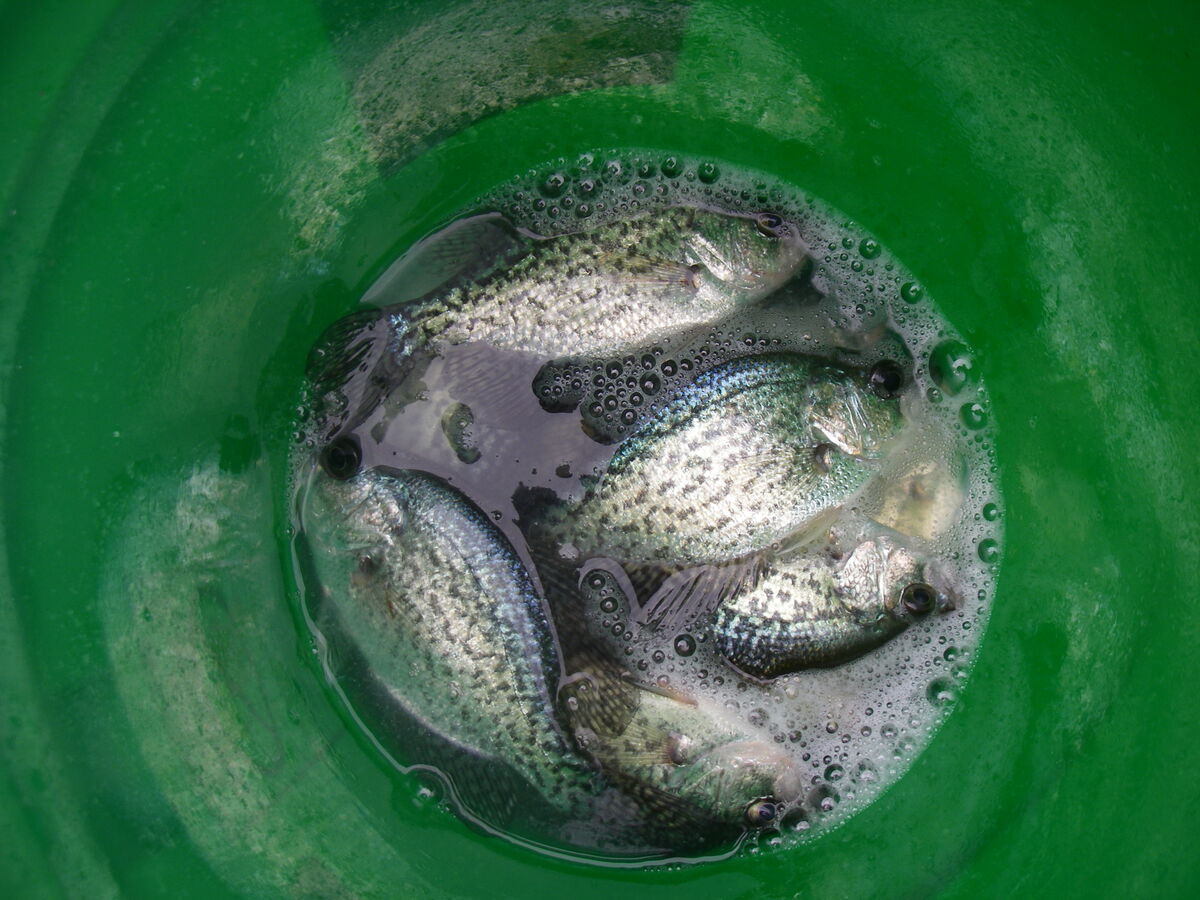 10/30/22 Not much but: 10/30/22 Crappie fishing with 2.5" Gulp Minnows ...