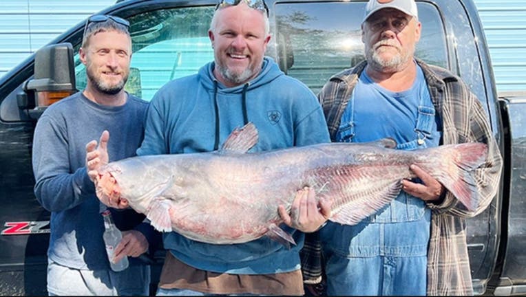 West Point Lake GA 61-pound blue catfish: Lucky fisherman reels in ...