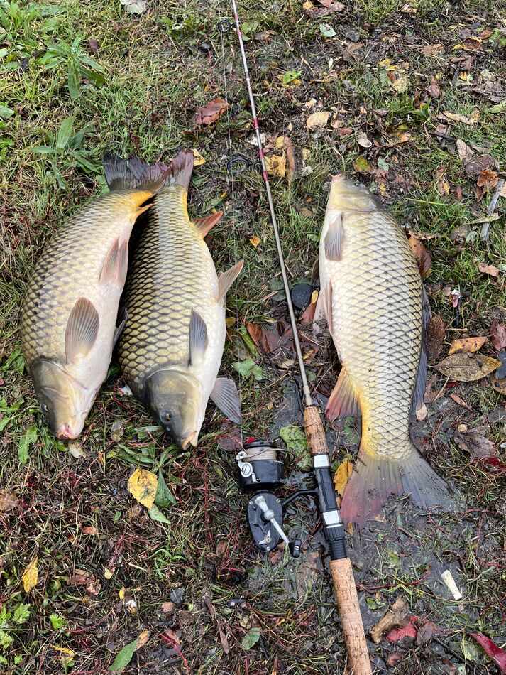 4 common carp: Caught 4 common carp from 7.25 to 8 lbs this evening ...