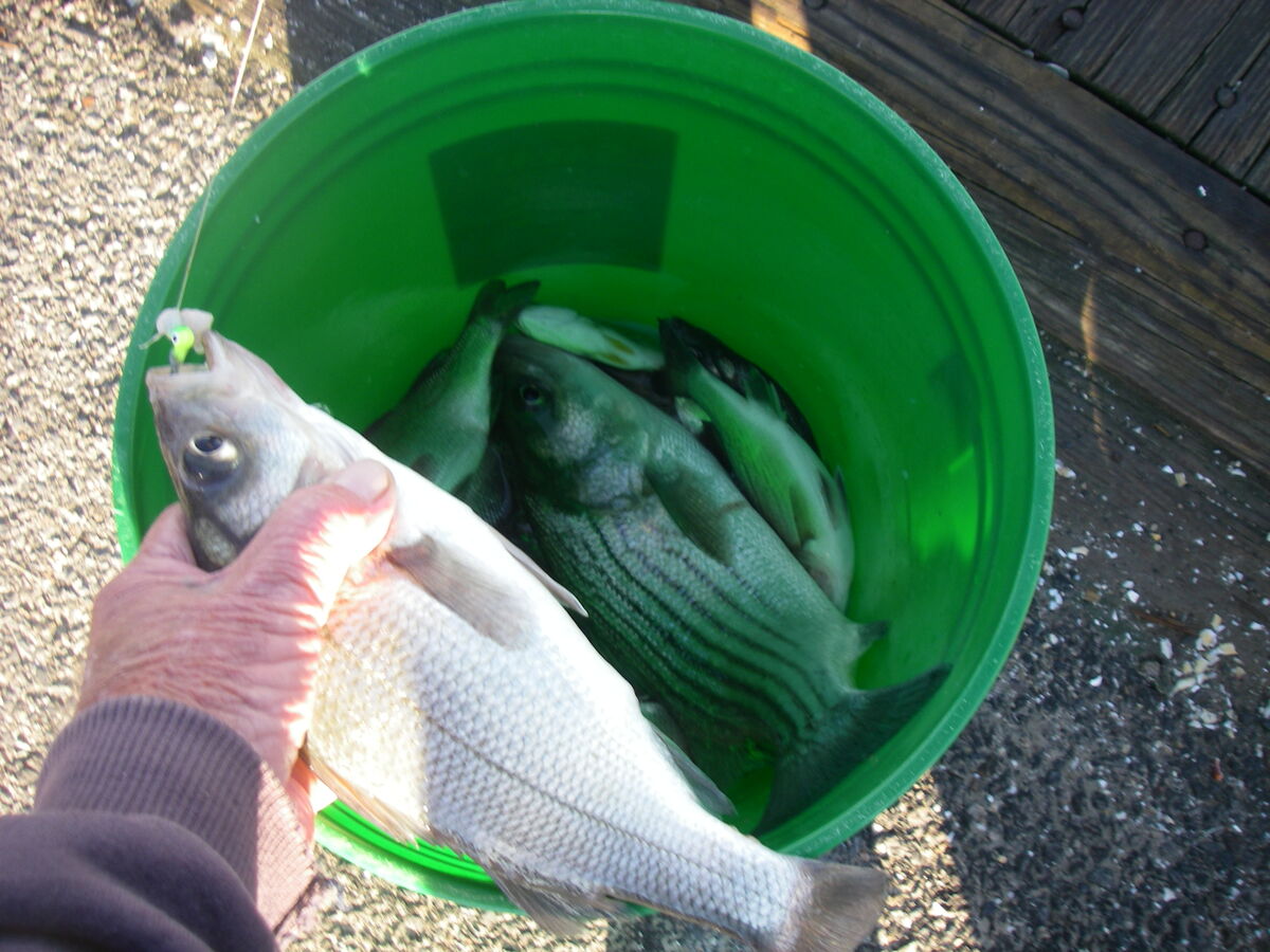 10/6/22 Shallow water Perch: 10/6/22 Skip, you turned me on to cut fish ...