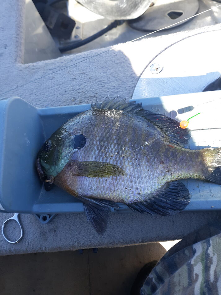 A nice sunfish saved the day: 10:00am, air temp., 37, water temp., 57 ...