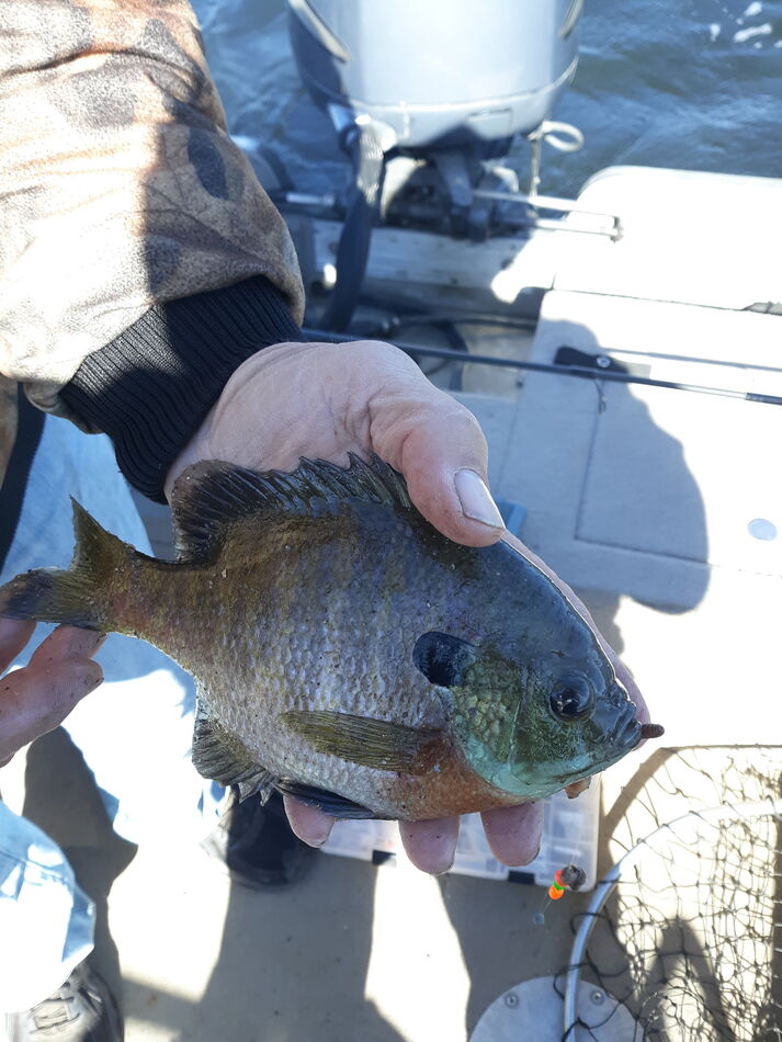 A nice sunfish saved the day: 10:00am, air temp., 37, water temp., 57 ...