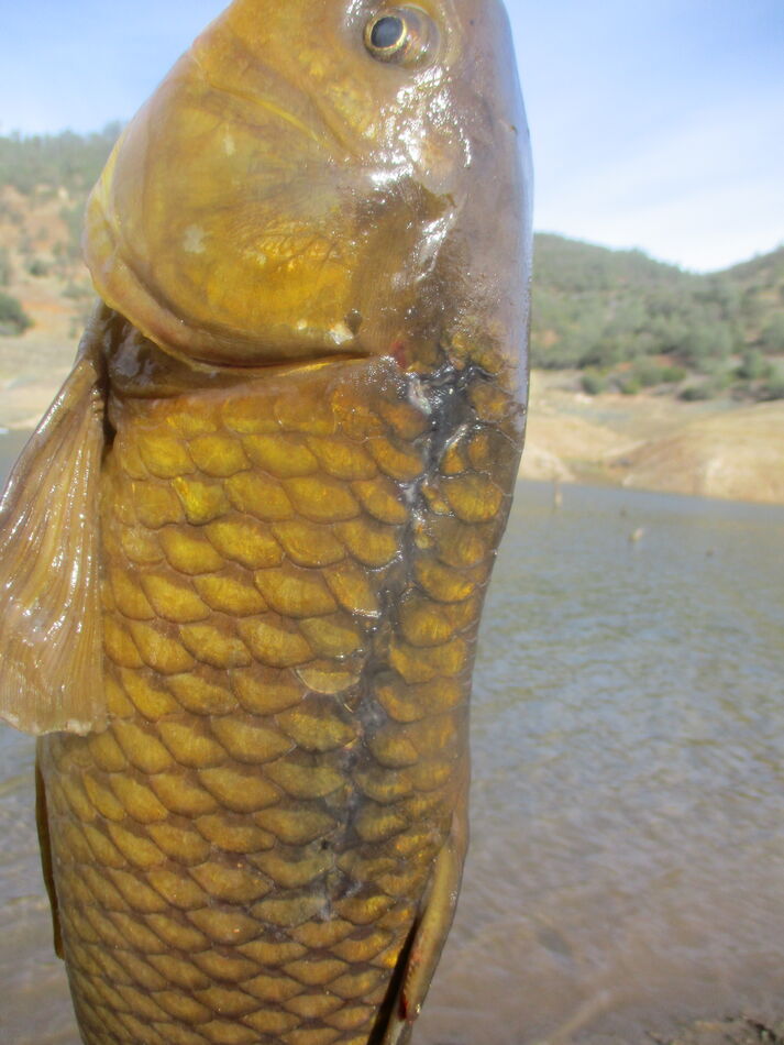 SOME MORE CARP: Went out this morning and caught 4 nice carp. Biggest ...