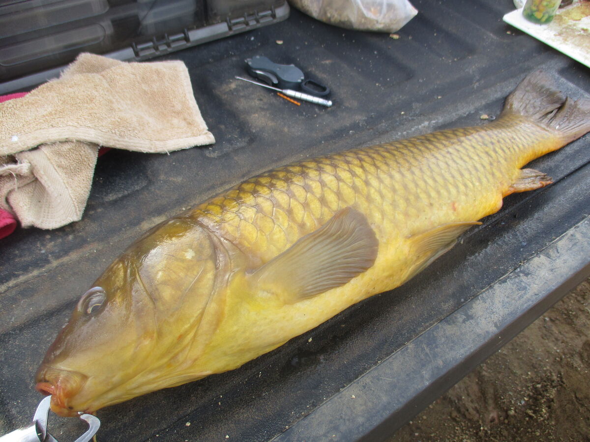 SOME MORE CARP: Went out this morning and caught 4 nice carp. Biggest ...