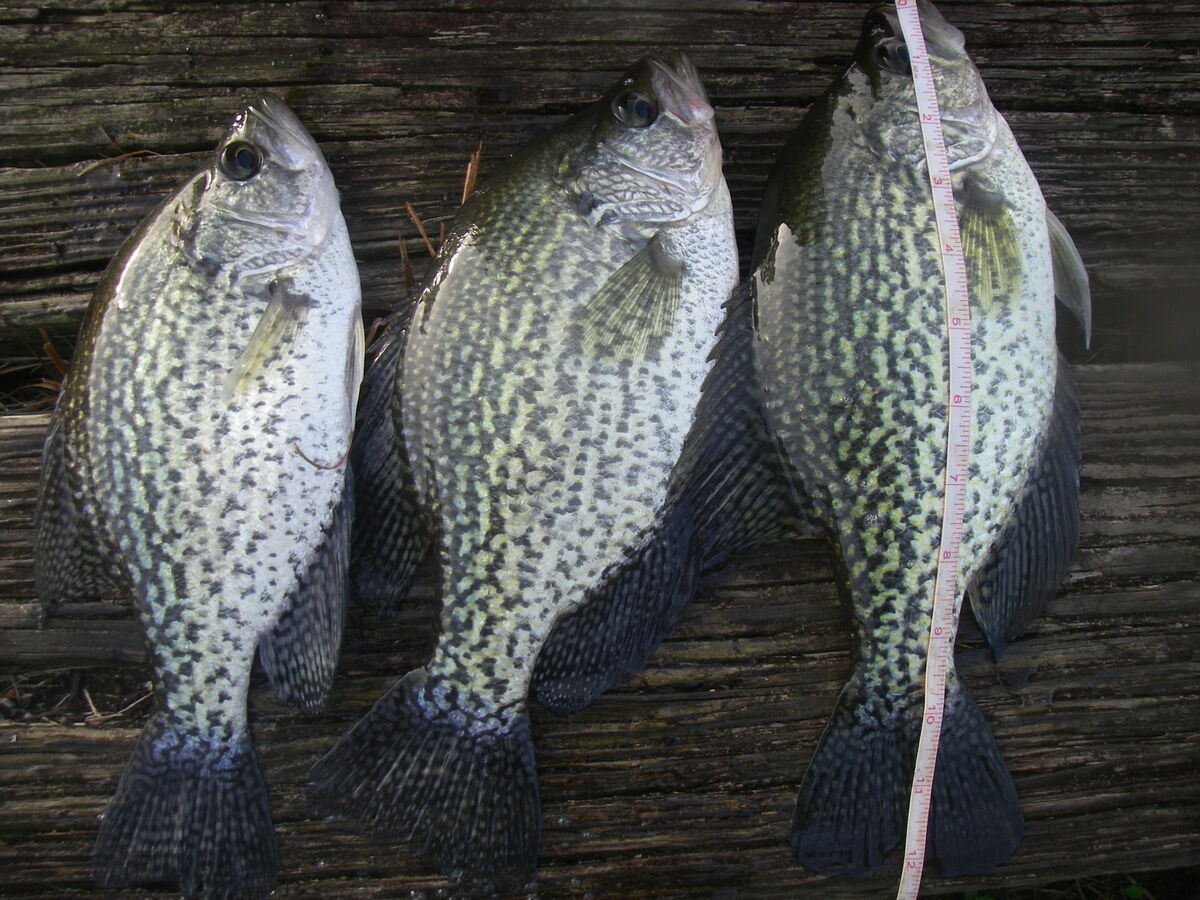 11/4/22 Crappie: 11/4/22 Only caught three keepers this morning, but ...