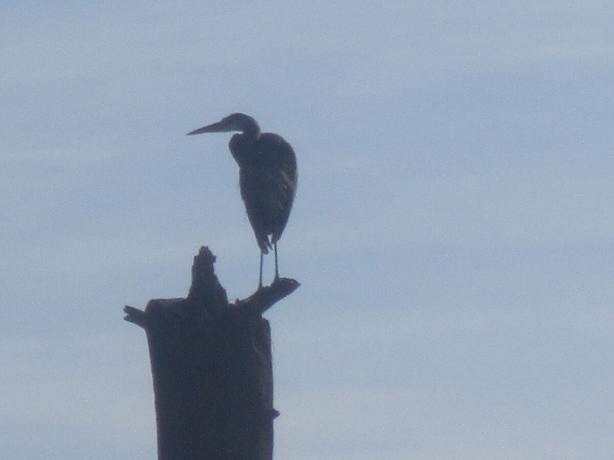 MORE TROUT & CARP: Another good day, two nice trout on pink Mouse Tails ...