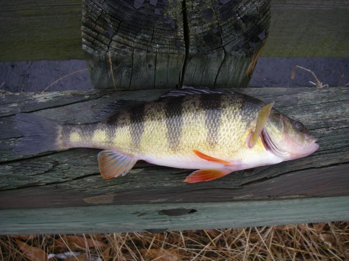 12/6/22 Yellow Perch: 12/6/22 I finally start catching some keeper ...