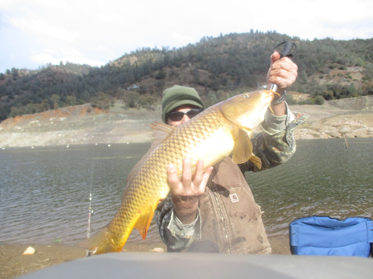 MORE TROUT & CARP: Great day today, caught 4 trout all just under two ...