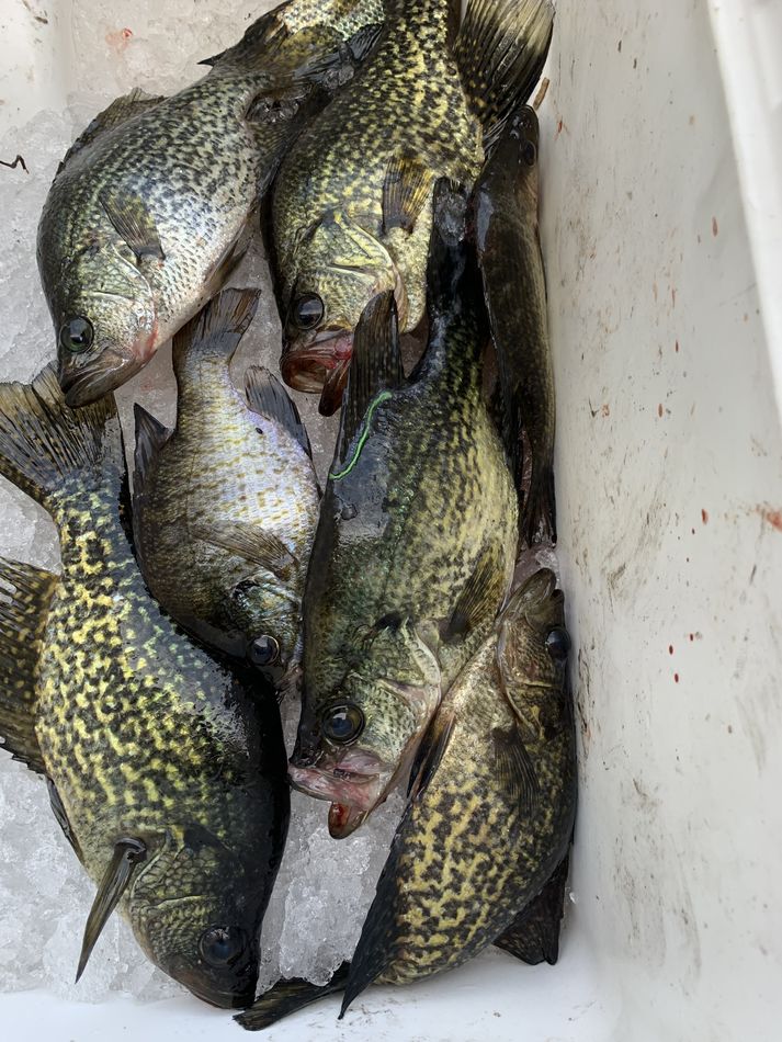 Crappie/Specks: Caught a few at Rodman Dam in Palatka, FL...