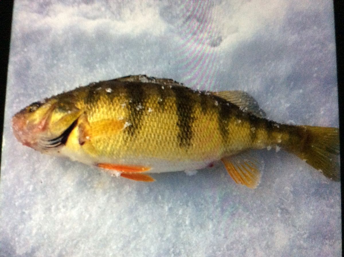 Fishing is picking up at cascade: The bloodworm hatch is nearing the ...