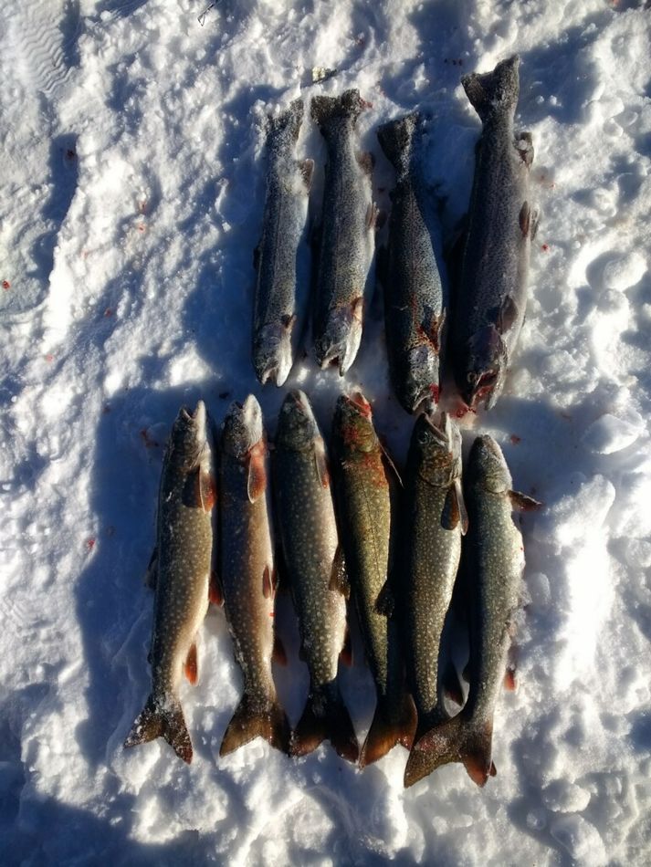 Saturday fishing in central Utah: Days catch for me, my son and his ...
