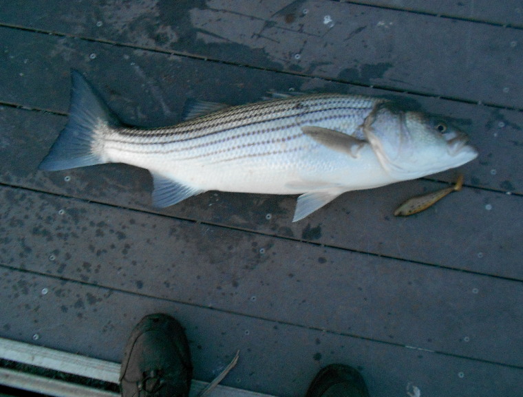 First Striper NJ: Picked up my first striper this year at sundown ...