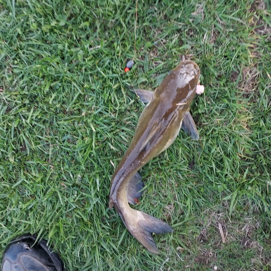 Things are looking up: Caught a few 3 cats today and this big fat 25 ...